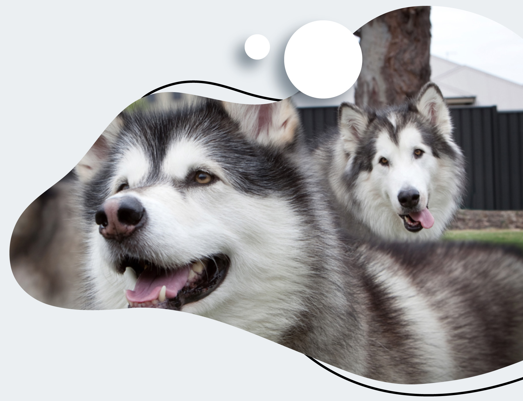 Who We Are - Button Dog Grooming