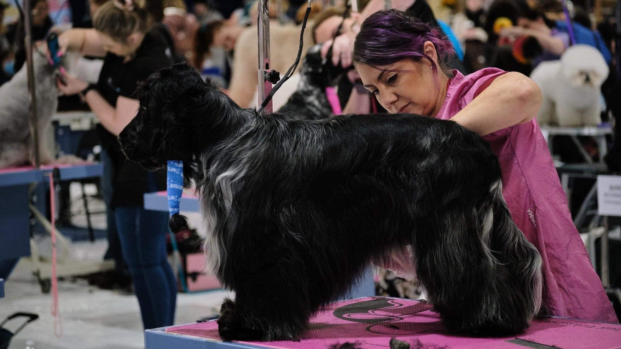 Learn to Groom - Button Dog Grooming